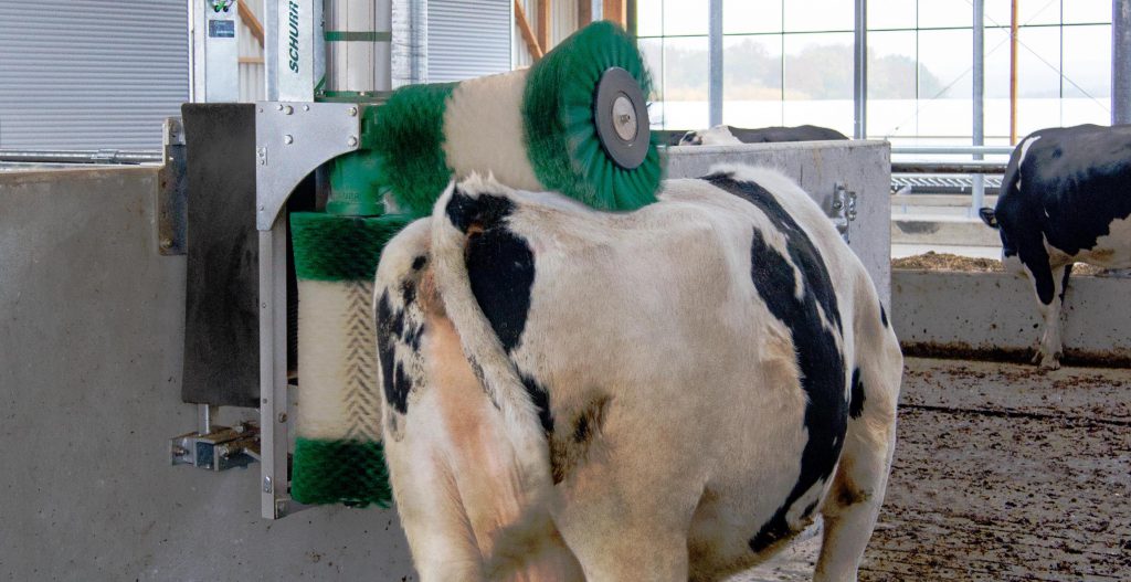 Double Cow Brush – Sefa, Sustainable Engineering and Farming Alliance ...